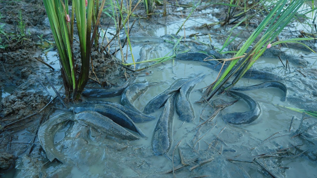 amazing Fishing! a lot of catch catfish in mud by hand a Sister when ...