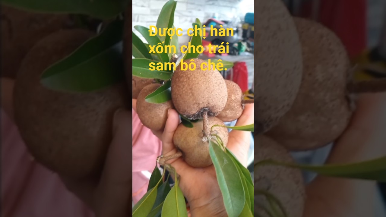 sam bô chê.utngavuitinh - YouTube