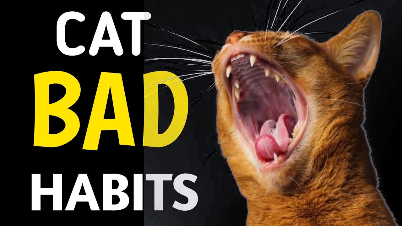 10 Common Cat Bad Habits and How to Correct Them" - YouTube
