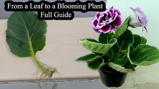 How to Grow Gloxinia from a Leaf/The Ultimate Guide to Massive Blooms (Secret Tips)/home gardening 