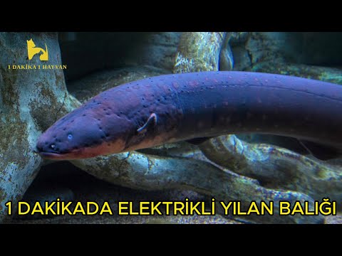 1 DAKİKADA ELEKTRİKLİ YILAN BALIĞI 🐍