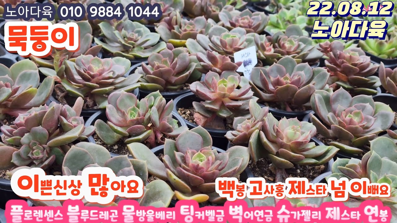 노아다육3탄묵은둥이고사홍백봉까라솔플로렌센스블루드레곤카누골드젤리제스타물방을베리슈가젤리팅커벨금연봉헤리왓슨