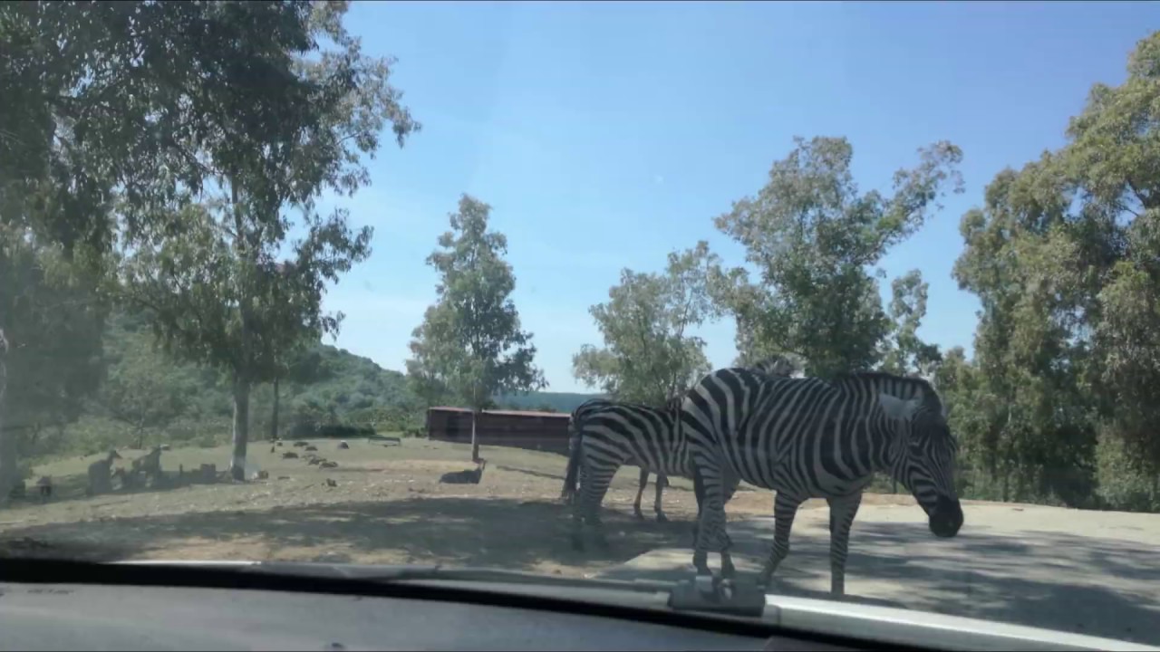 zoo en el castillo de las Guarda sevilla - YouTube
