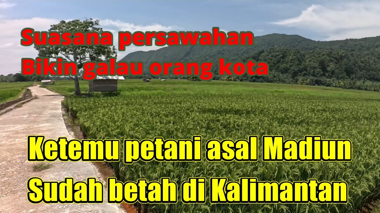 MENYELUSURI PEMATANG SAWAH YANG INDAH MENJELANG PANEN PADI DI DESA ...