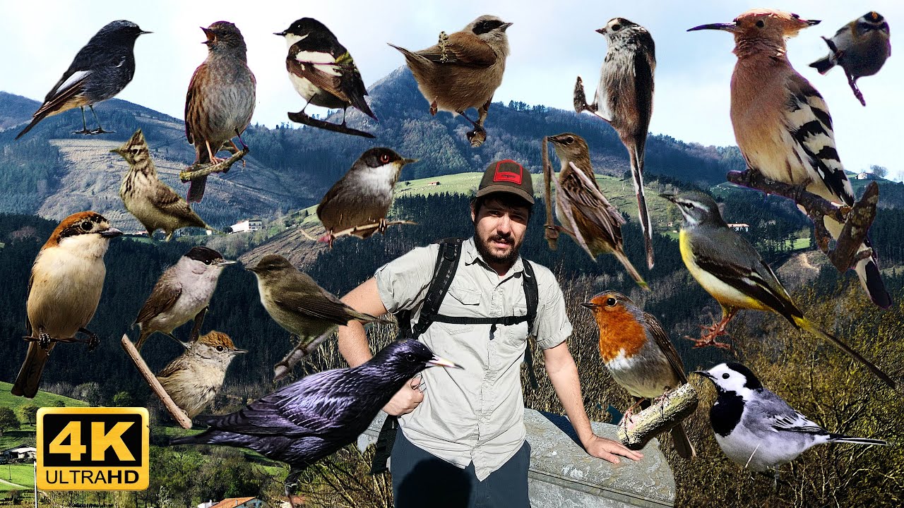 AVES INSECTÍVORAS EUROPEAS | DATOS E INFO | PARTE 1 - YouTube