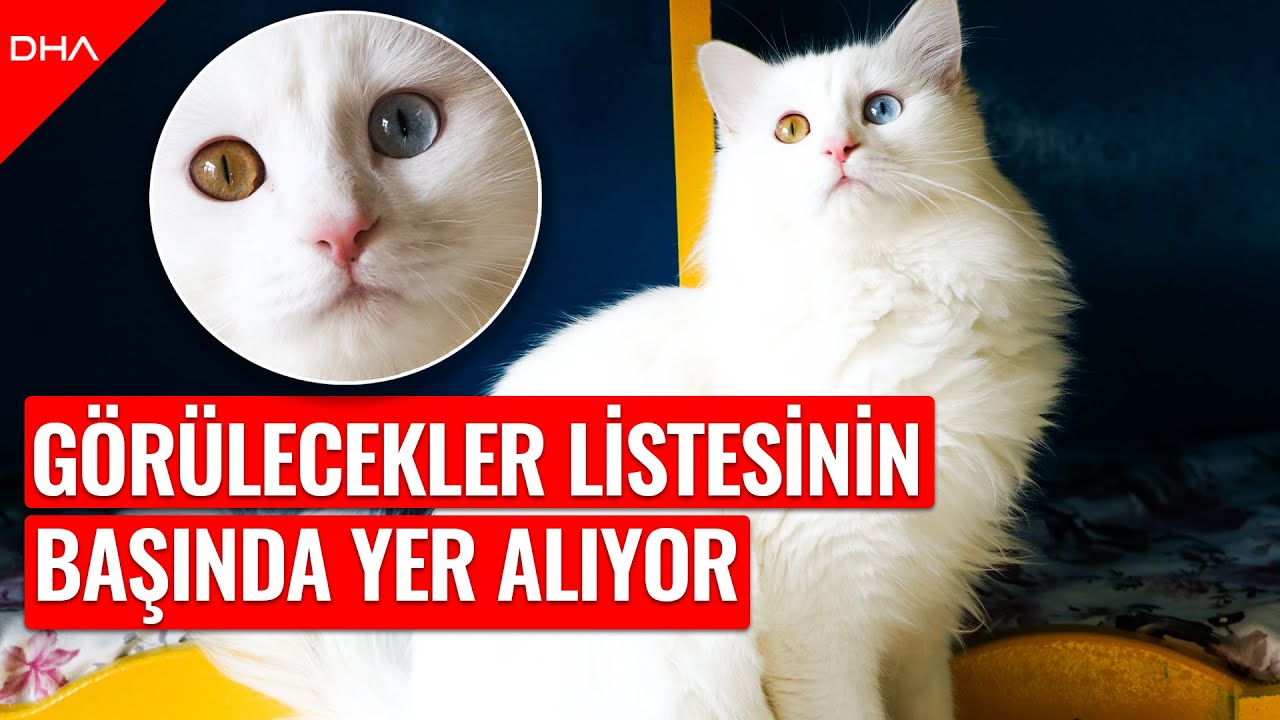 2024’te Van Kedi Villası’na 200 bin ziyaretçi - YouTube