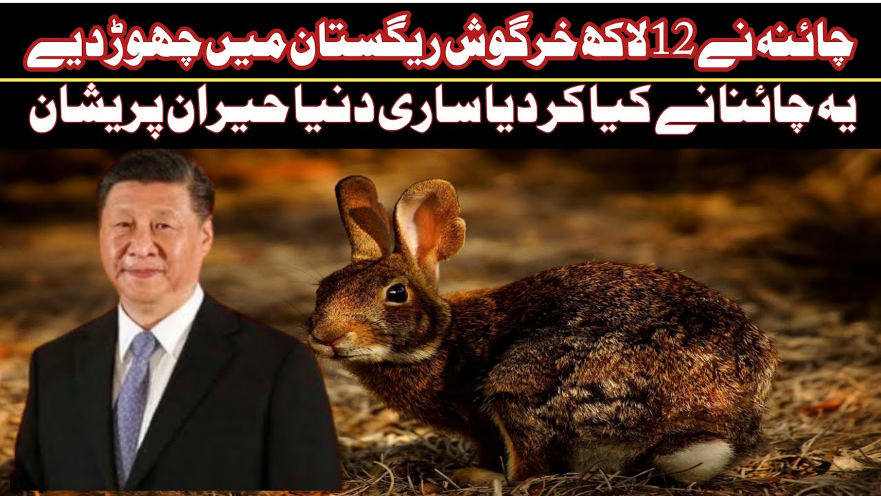 Why Did China Leave 1.2 Million Rabbits In Its Desert | salalah tv Urdu ...