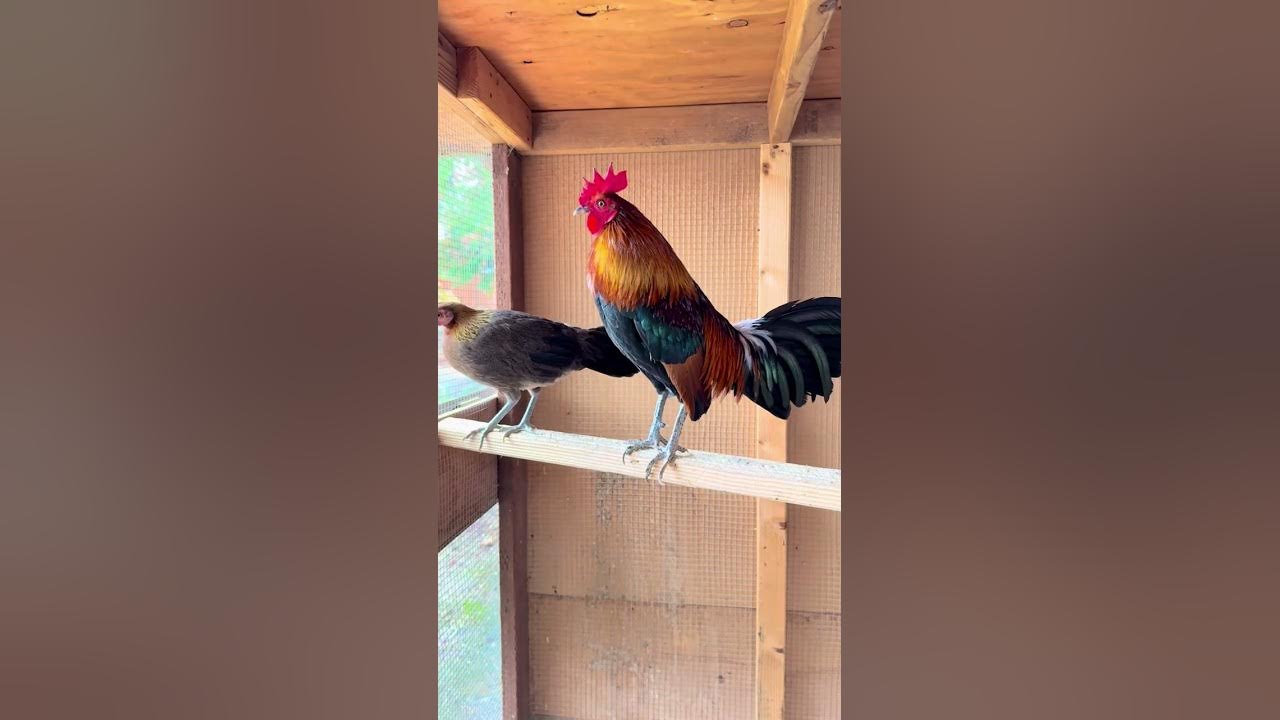 red jungle fowl, saib qaib qus qaib dib February 17, 2025 - YouTube