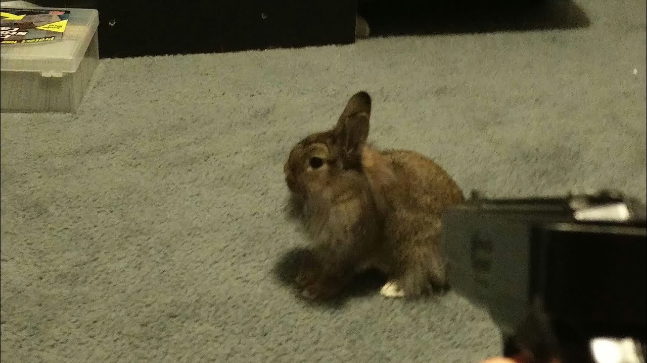 How to shoot a rabbit - YouTube