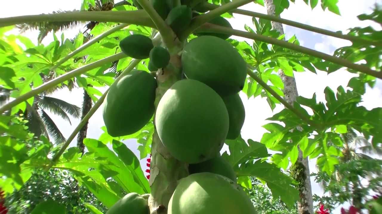 Papaya Baum in der Südsee auf Samoa - einfachKochen Kulinarische ...