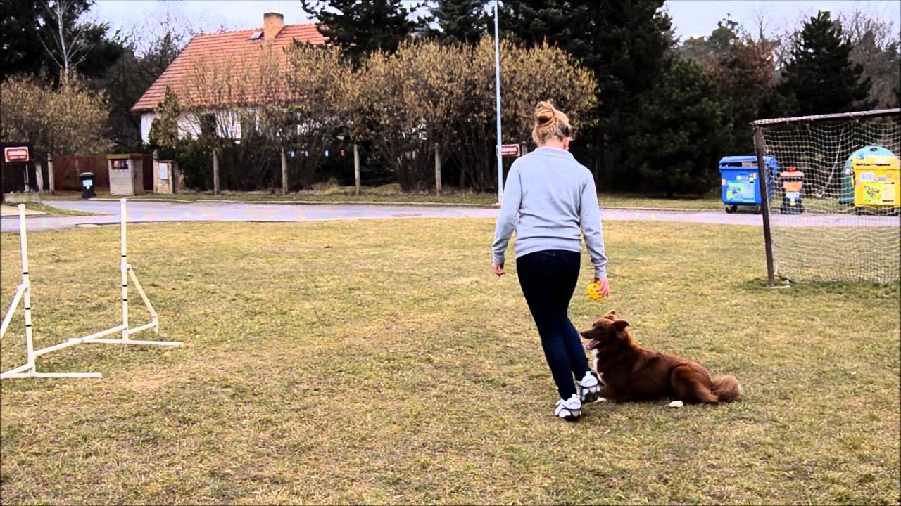 Little Kaylie, agility training | 26th February - YouTube