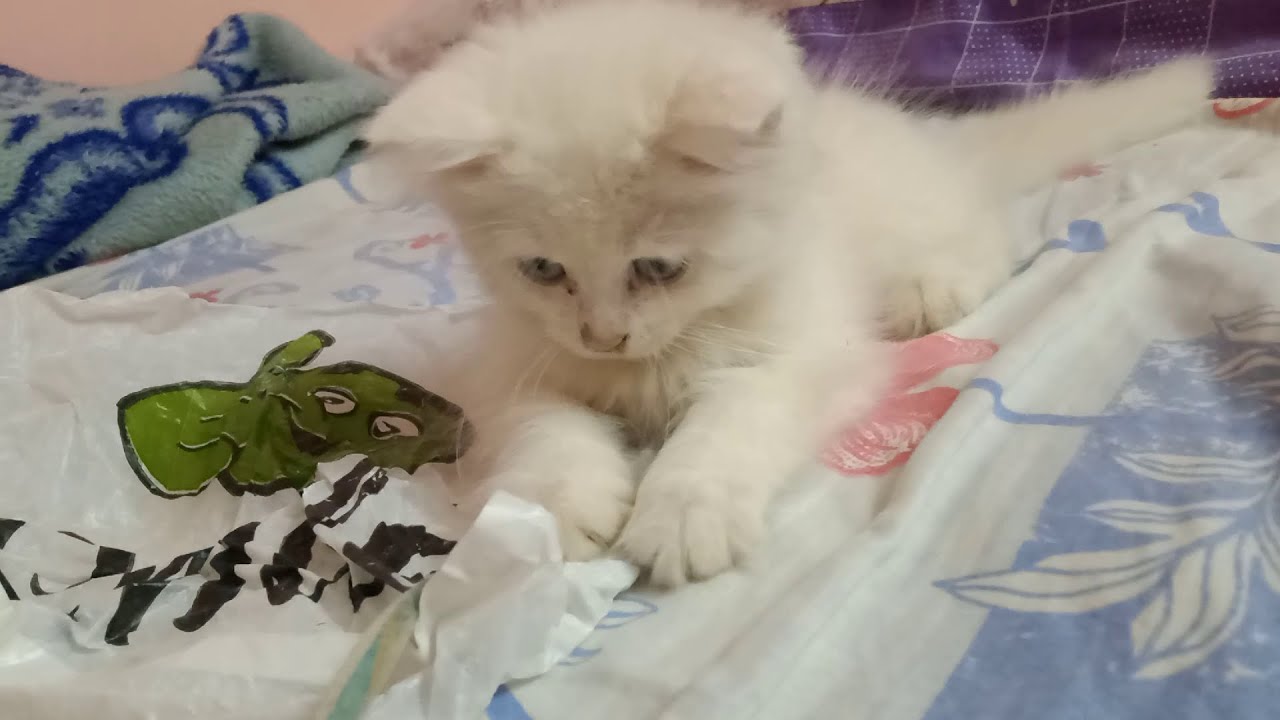 cute white kitten having fun with owner | funny cat playing with rope ...