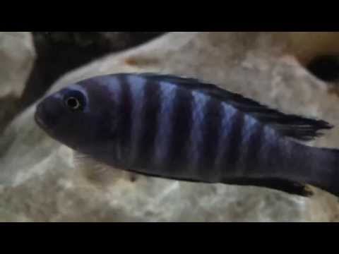 Cynotilapia afra red top 'Likoma Island' - YouTube