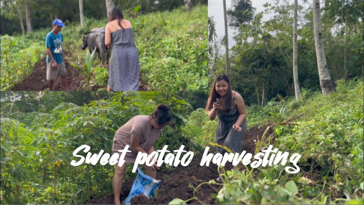 Sweet potato harvesting (Gamit ang kalabaw at daro) #countryside # ...