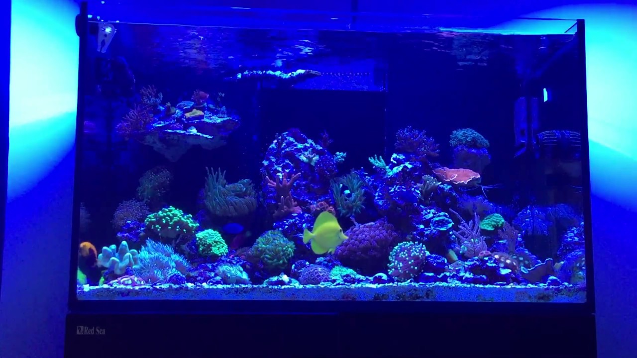 Red Sea Reefer 250: 1 Year - YouTube