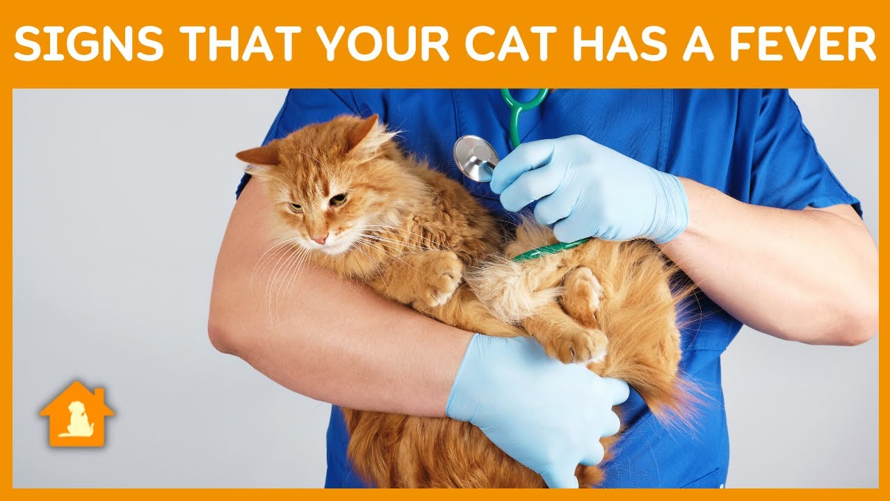 Signs That Your Cat Has a Fever | Symptoms and Treatments | Pets ...