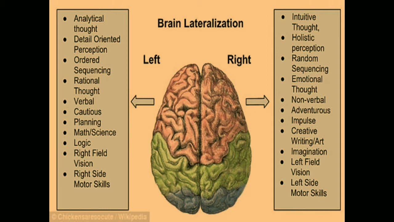 Theory Of Brain Lateralization। Nursing । Psychology For Nurses Youtube