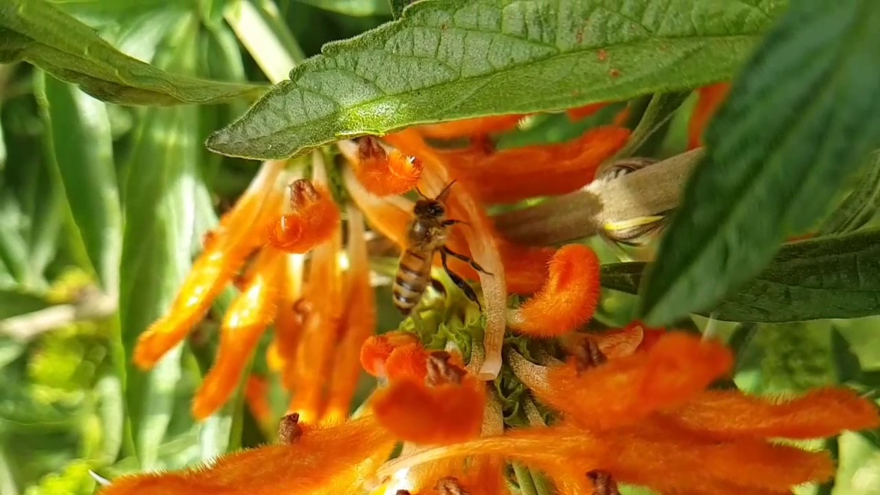 Bee Foraging Compilation - YouTube