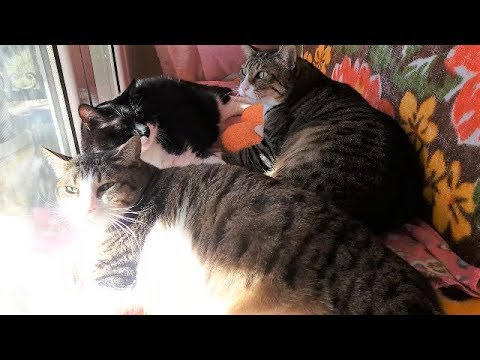 Cats Chattering at Bird - YouTube