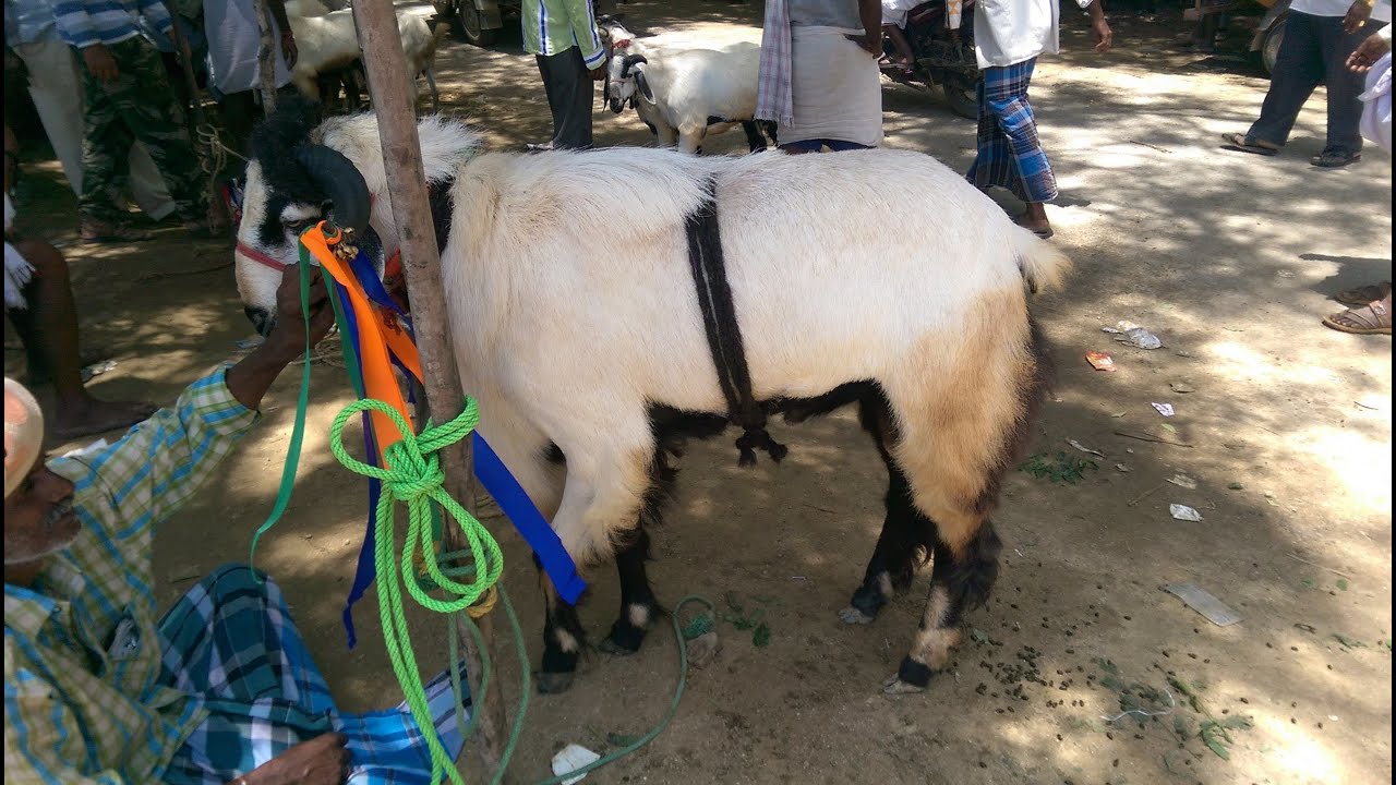 Big Bakra Collection 2020|Ep 11|Big Bakra - YouTube