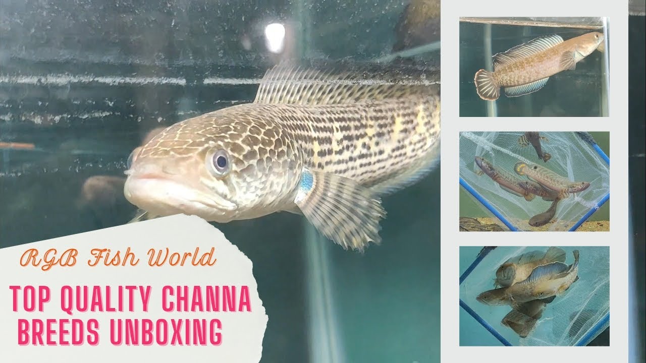 Top quality channa breeds unboxing | Bonded pair | 2K Giveaway🎁 Contest ...