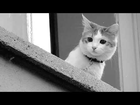 Bana bir masal anlat baba 'Üzücü Şarkı'