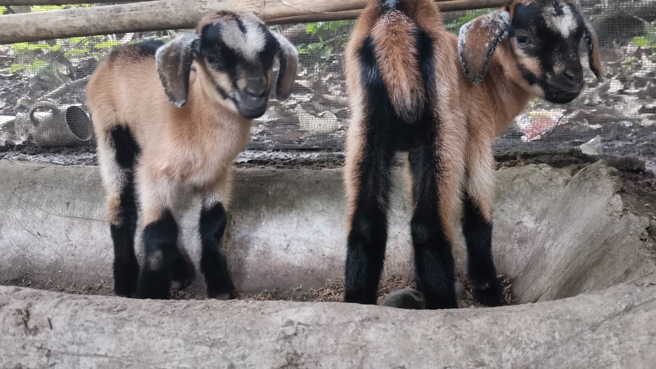 crying baby goat looking for their mother - YouTube