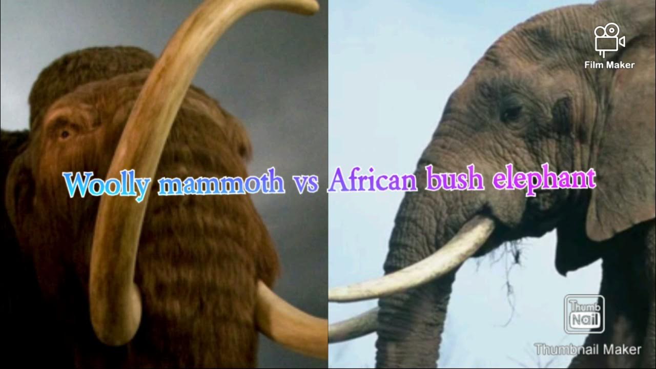 Woolly mammoth Vs African bush elephant - voting edition - YouTube