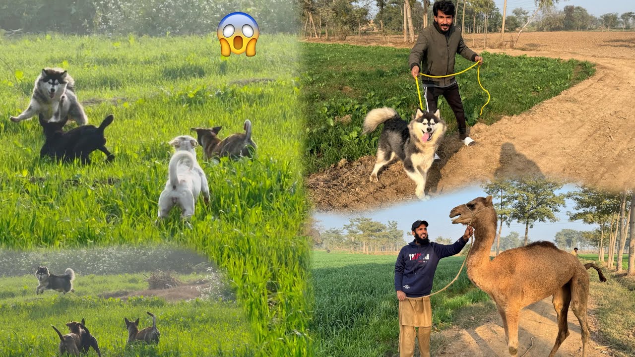 Benzi Or Camel Ko Bahir Ly Kr Gaye 🥰 Benzi Per Awara Dogs Ny Attack Kr ...