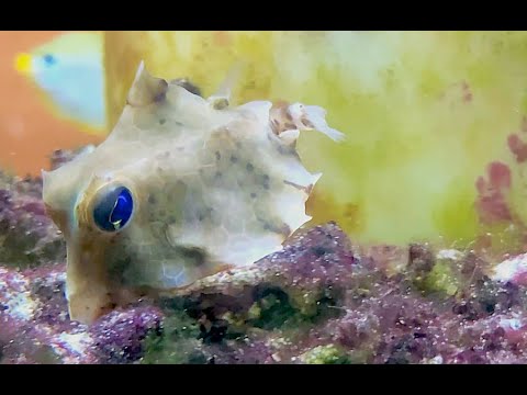 ラクダハコフグ Humpback turretfish, Helmet cowfish, Camel cowfish, Thornbacked ...