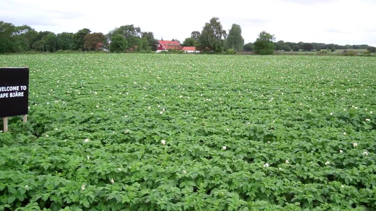 The potato fields of Cape Bjare Sweden - YouTube