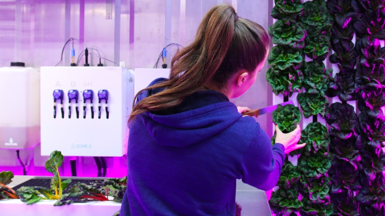 Freight Farms allows crops to be grown inside shipping containers - YouTube