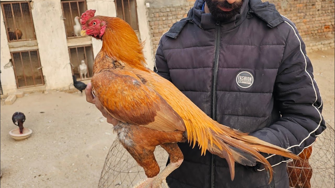 Peela Pair - YouTube