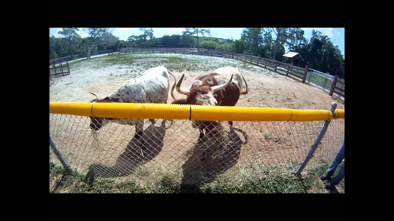 Broward County Parks' Tradewinds Farm at Tradewinds Park - YouTube