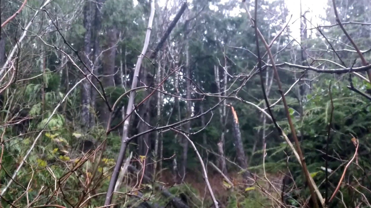 Super Strong Bigfoot moving tree upside down again island and mainland Vancouver - YouTube