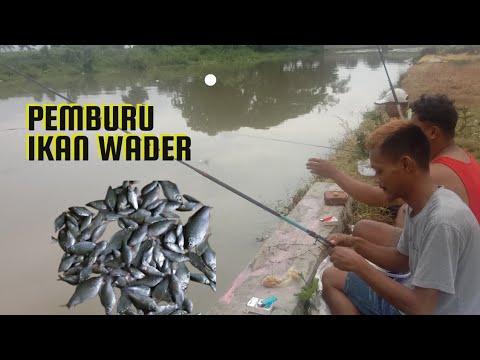 Mancing Ikan Wader , Habis Hujan Ikannya Pada Rakus Semua ! - YouTube
