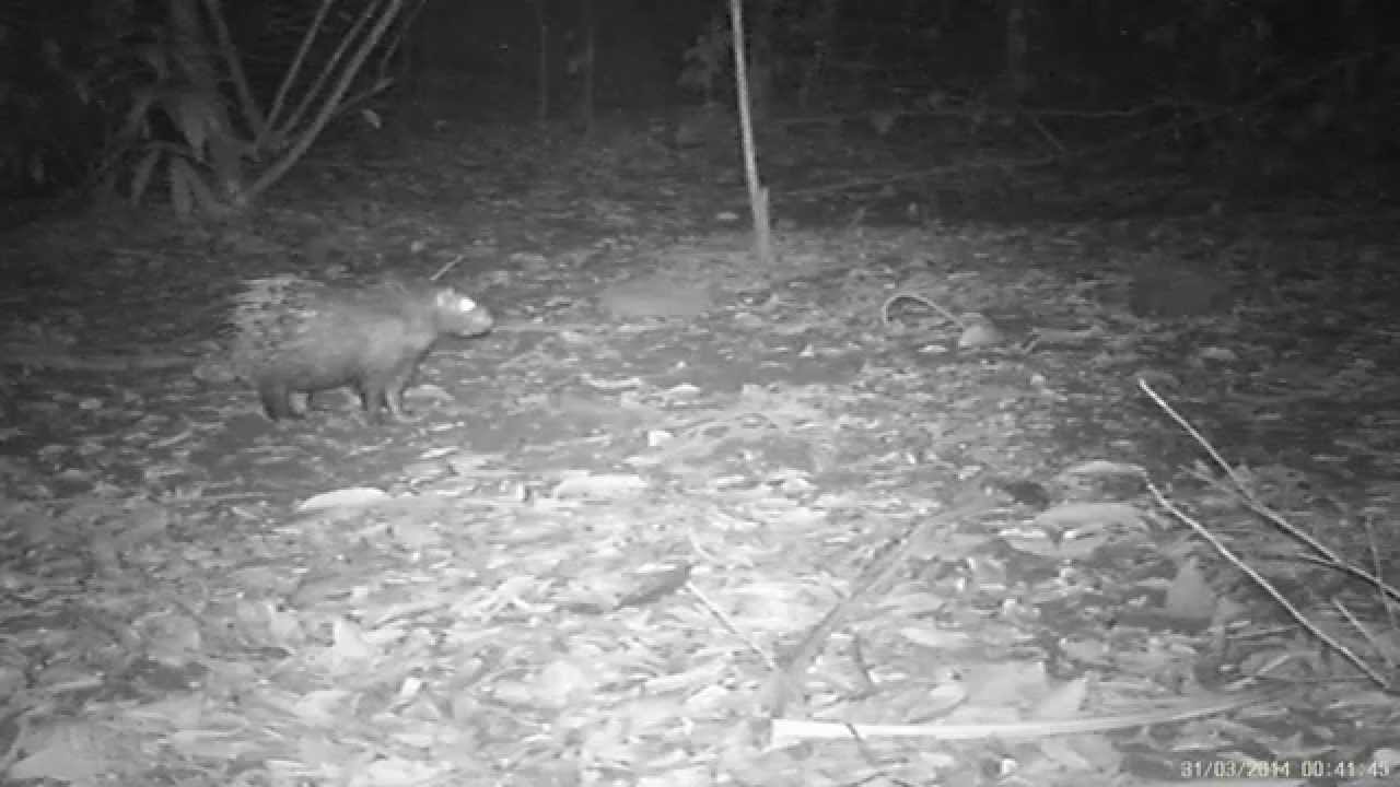 Porc-épic / Porcupine (Hystrix sumatrae) - YouTube