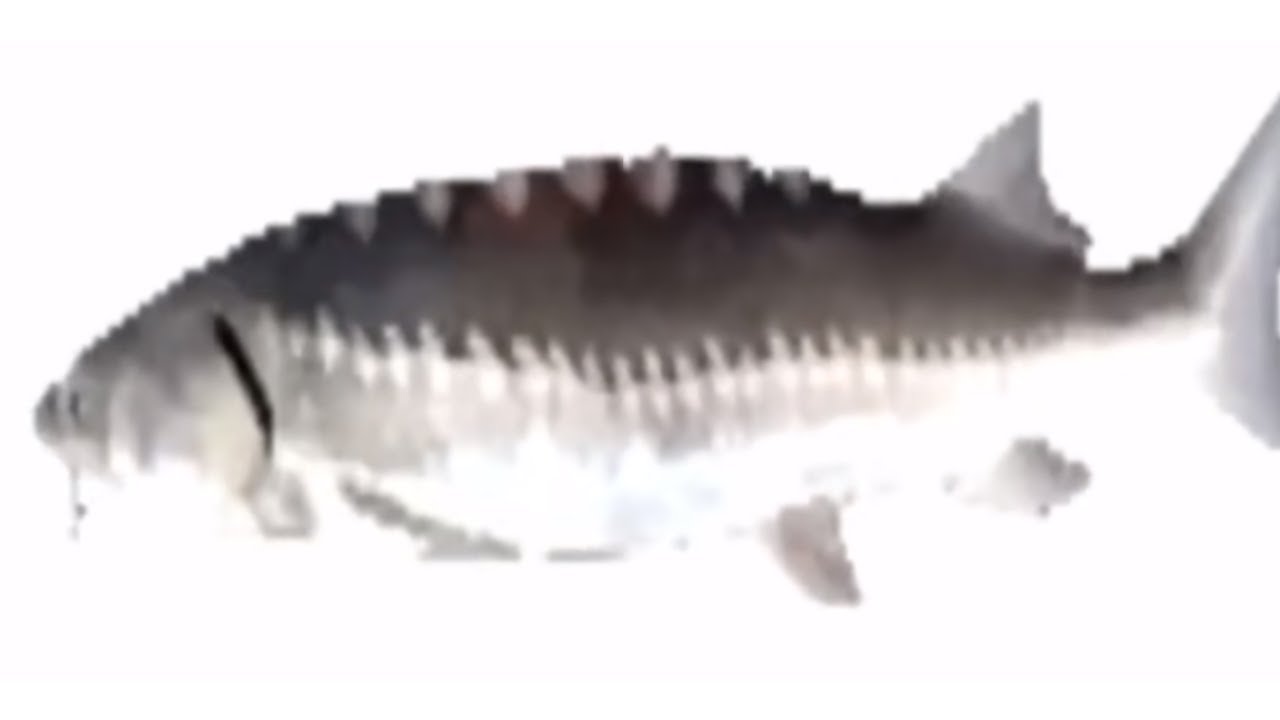 DWTD (Main Cast Introduction): Character WTF Edition - YouTube