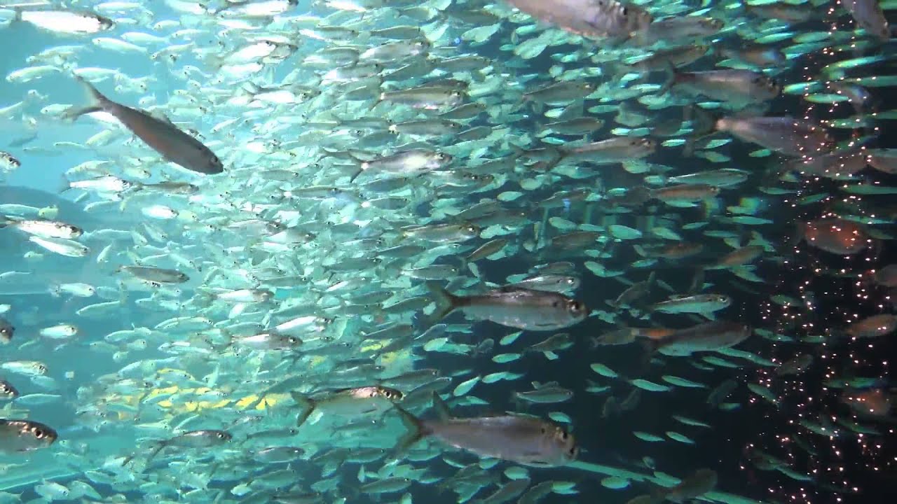 Silver fish swimming at Ripley's Aquarium of Canada - YouTube