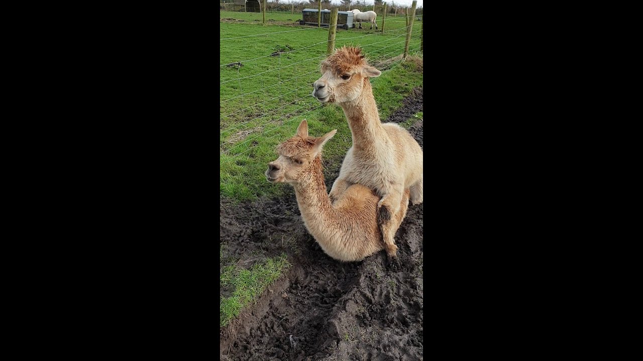 Alpaca mating for a Tuesday morning - YouTube