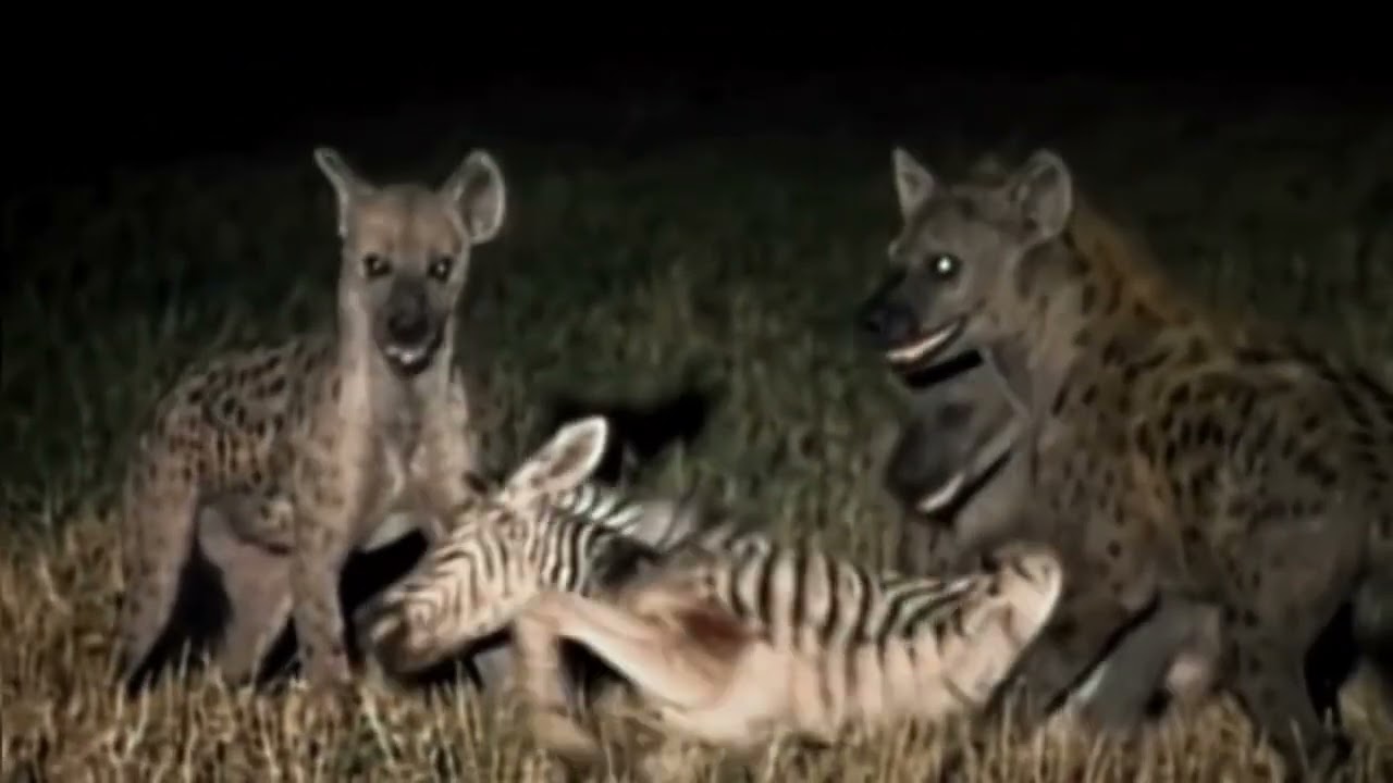 Hyenas attack on zebra baby.hunt moments (Animals and plants) - YouTube