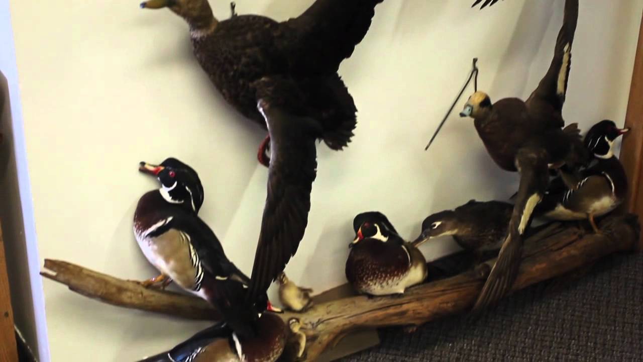 Tour: Minnesota Waterfowl Hall Of Fame Museum - YouTube