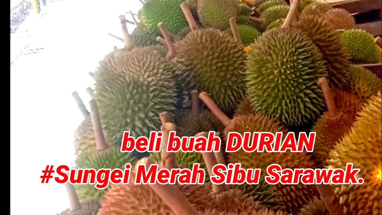 Buy DURIAN fruit at the Sungei Merah bazaar in Sibu, Sarawak.👍👍👍 - YouTube