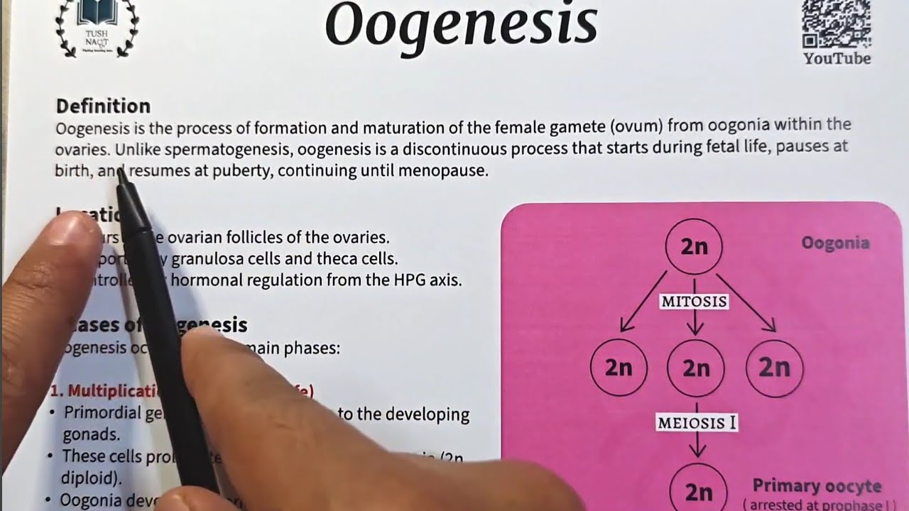 Oogenesis - Easy notes for exams - YouTube