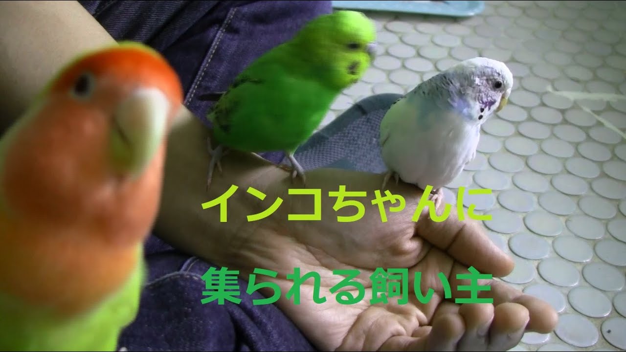 インコちゃんに集られる飼い主 - YouTube