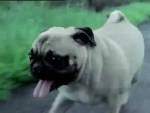 Hutch Dog Ad You and I flv YouTube 360p - YouTube