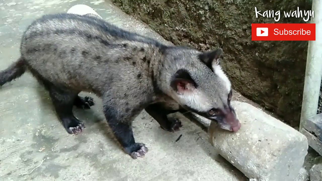 CARA AGAR MUSANG TIDAK STRES //MAIN DI LUAR KANDANG - YouTube