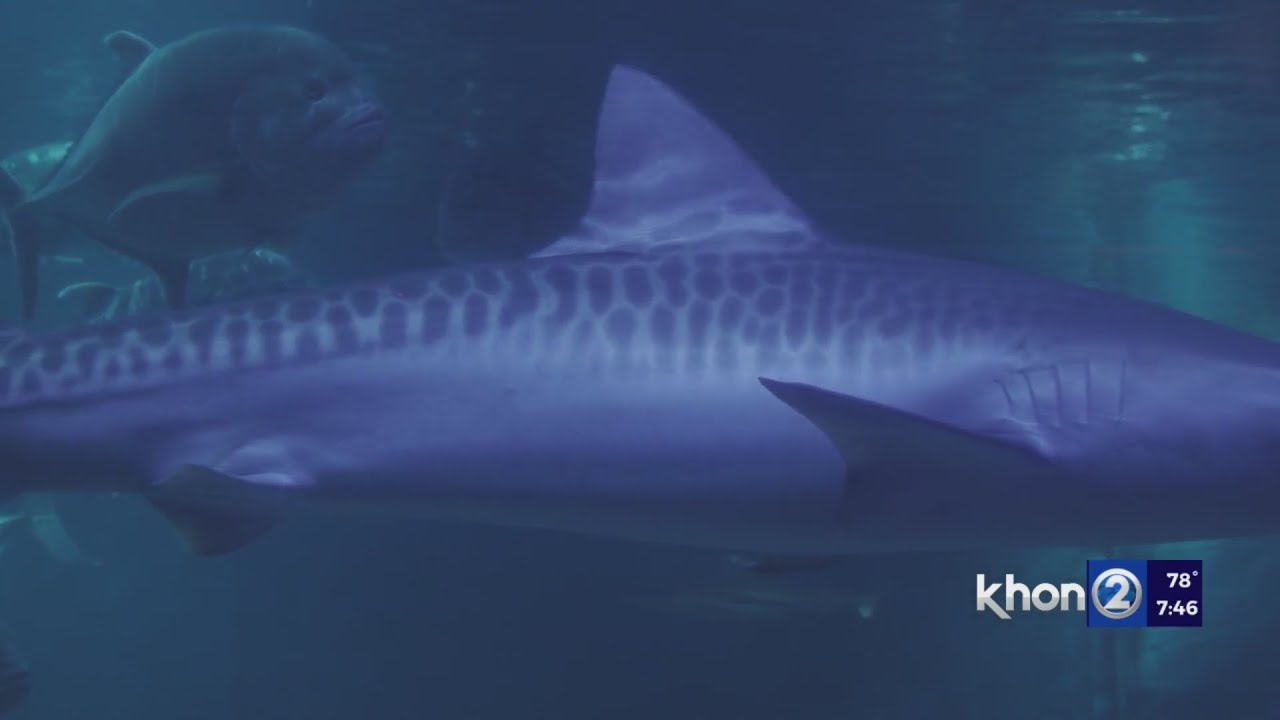 Tiger sharks - YouTube
