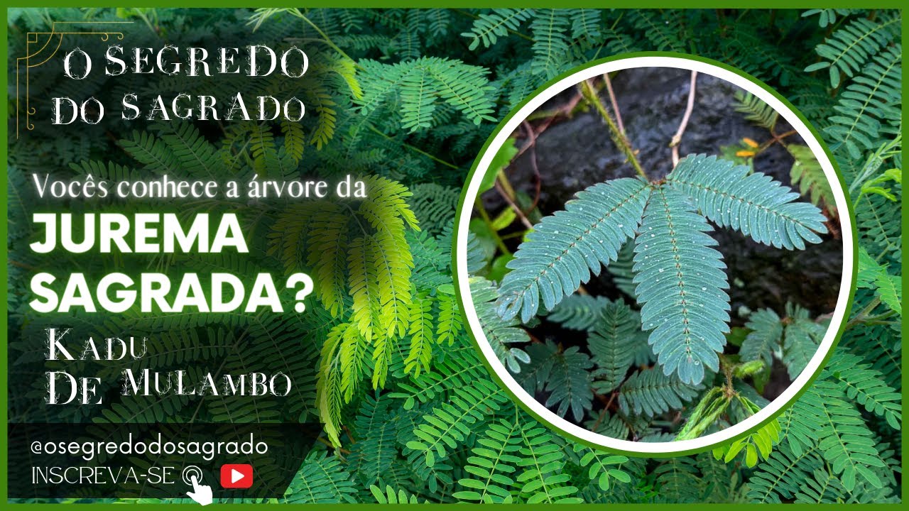 Voce conhece a Jurema preta (acácia)? #jurema #espiritualidade # ...