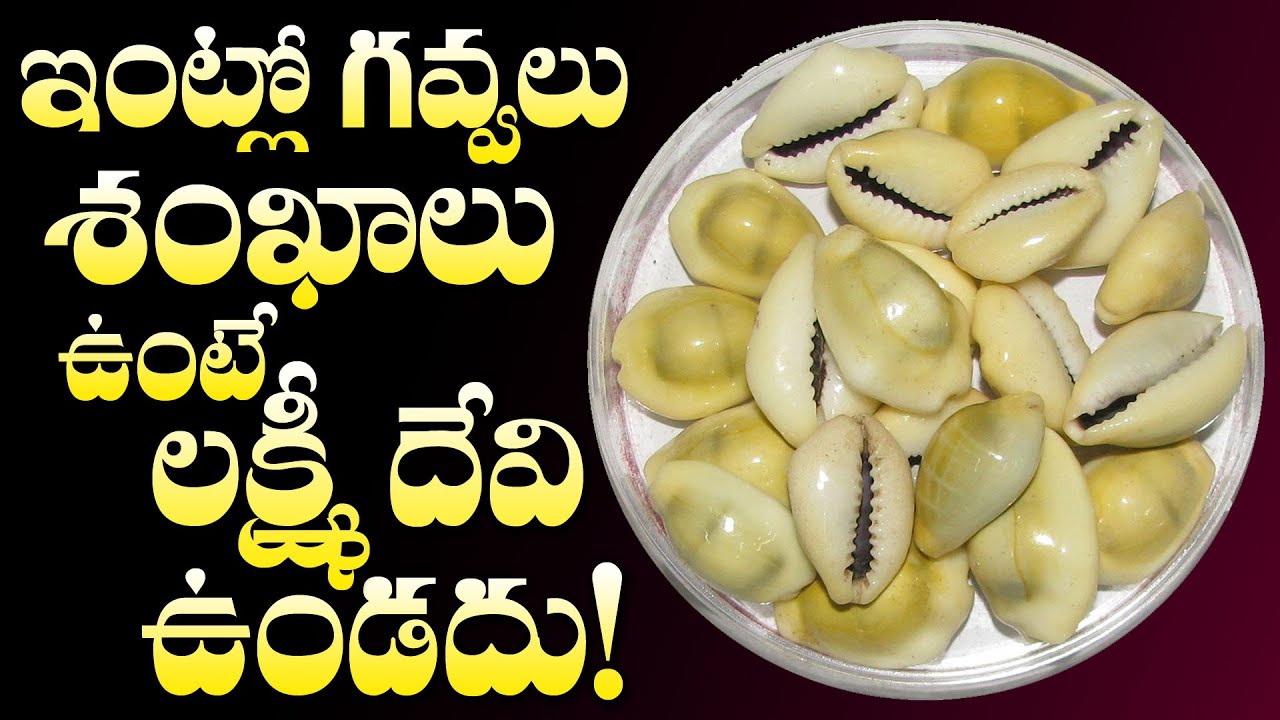 శంఖాలు ,గవ్వలు ,జంతు బొమ్మలు ఇంట్లో ఉంటె మంచిది కదా | Shankalu ...